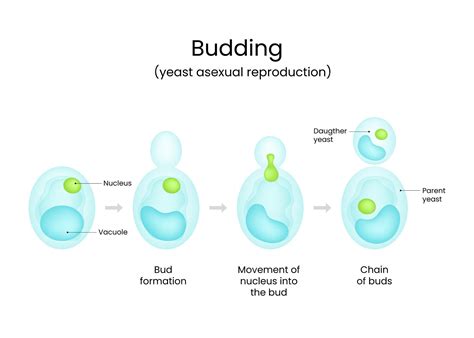Yeast Budding Stages Of Asexual Reproduction Premium Vector
