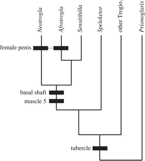 Phylogeny Of Trogiomorpha And The Ancestral State Reconstruction Of