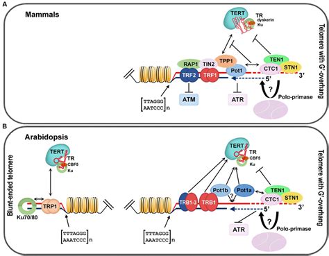 Nucleoprotein Complexes Associated With Mammalian And A Thaliana Download Scientific Diagram