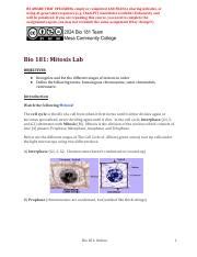 Exploring Mitosis Stages And Simulation Activities In Bio 181 Course Hero