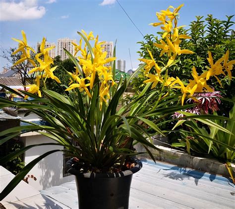 这款兰花，一年可多次开花，通体金黄，兰香浓郁，易花易芽还好养 百科ta说