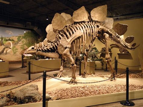 Glendive Dinosaur And Fossil Museum Glendive Mt Dinosaur Skeletons