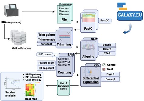 User Friendly Procedure For Conducting Bulk Rna Sequencing Analysis Using The Galaxy Eu Platform