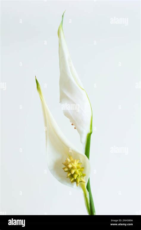 Peace Lily Spathiphyllum Potted Plant Houseplant Perennial Potted Leafy