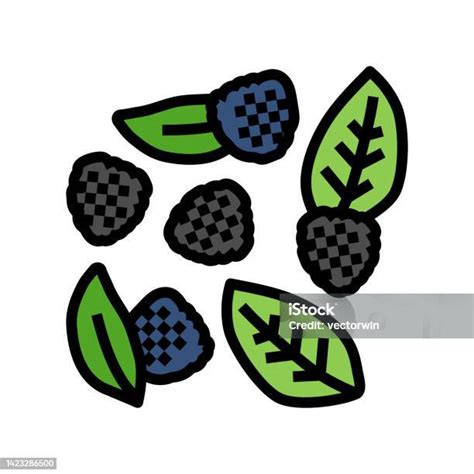 블랙 베리 잘 익은 잎 색깔 아이콘 벡터 일러스트 레이 션의 무리 과일에 대한 스톡 벡터 아트 및 기타 이미지 과일 다발 딸기 Istock
