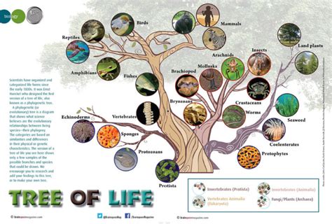 Biology Tree Of Life Brainspace Magazine Interactive And Educational