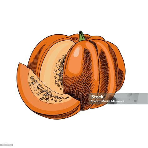 벡터 손 그린 야채 일러스트레이션 상세한 복고풍 스타일의 손으로 그린 호박 스케치 라벨 포장 및 카드 디자인을위한 빈티지 스케치 요소 새긴 이미지에 대한 스톡 벡터 아트 및