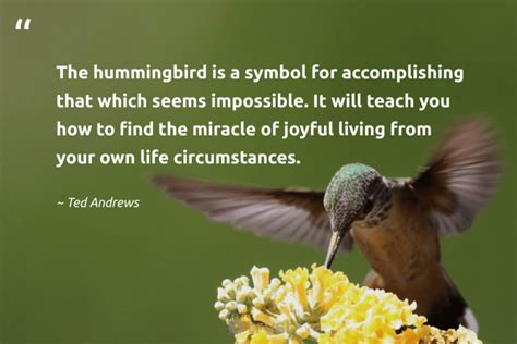 45 Hummingbird Quotes That Bring Joy And Color To Your Life