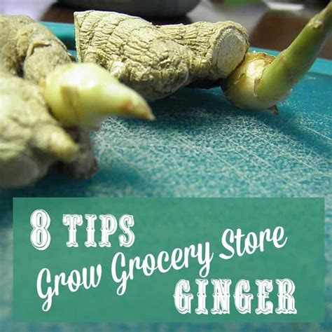 8 Tips To Grow Grocery Store Ginger At Home