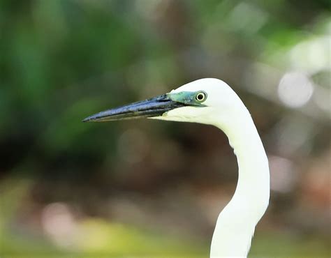 美しい夏羽のダイサギ 野鳥との出会い