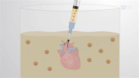 Langendorff Retrograde Heart Perfusion An Ex Vivo Technique To Perfuse