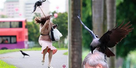 Crows Attack 10 People In Bishan Within 20 Minutes Likely Protecting Territory