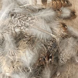 Mixed Lot Of Ruffed Grouse Tail Feathers Plume And Down 50 Feathers