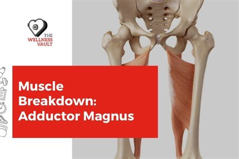 Exploring Muscle And Anatomy For Fitness