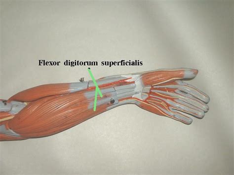 Flexor Digitorum Superficialis Deep To Palmaris Longus Anterior Of Forearm Origin Medial