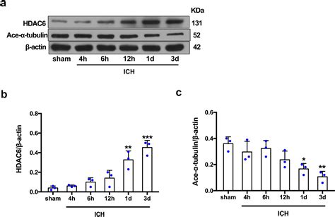 Selective Hdac6 Inhibitor Tuba Offers Neuroprotection After Intracerebral Hemorrhage Via