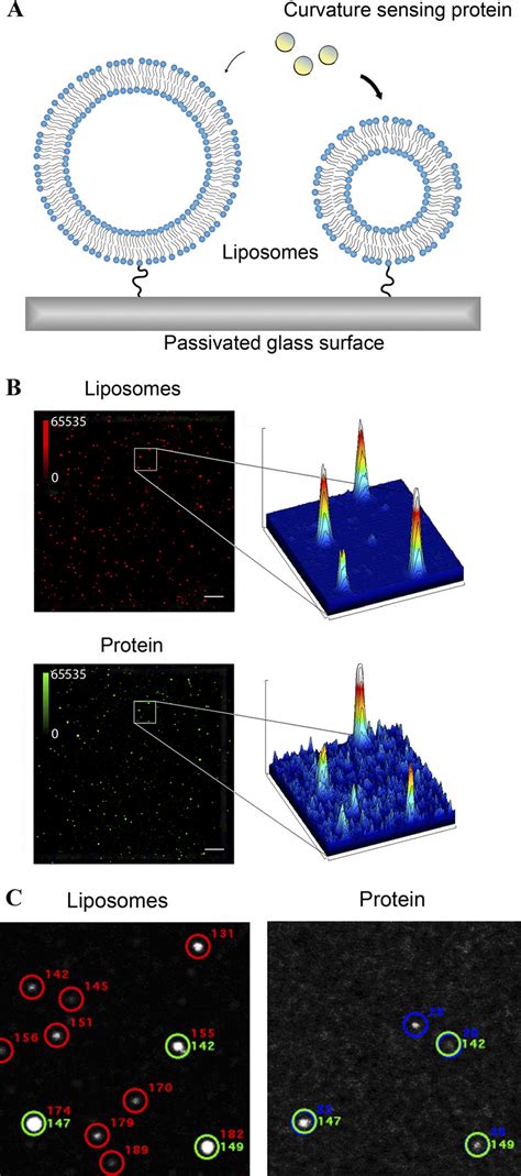 The Slic Assay A Fluorescence Based Assay For Measuring Download