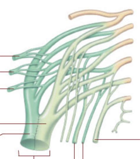 Sacral Plexus Diagram Quizlet Sacral Plexus Diagram Quizlet