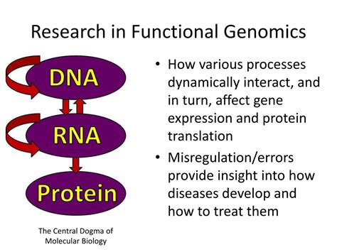 Ppt Dissertation Work In Functional Genomics Powerpoint Presentation Id 2384067