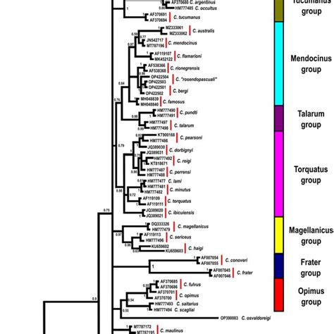 Phylogenetic Tree Resulting From Bayesian Analysis Of The Genus Download Scientific Diagram