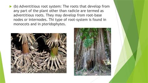 Roots Basics Function Various Parts Maturation Root Hairs Elongation Cell Division