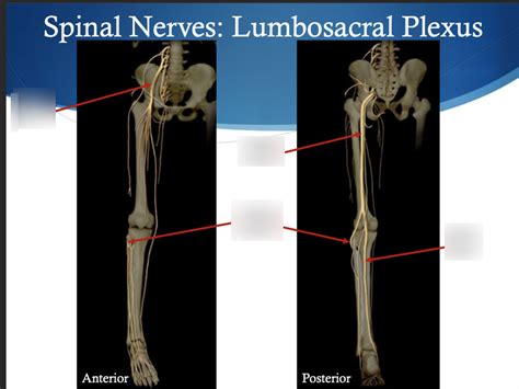 Spinal Nerves Lumbosacral Plexus Diagram Quizlet