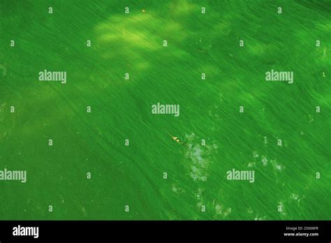 A Vibrant Layer Of Green Algae Spreads Across The Surface Of The Lake Sunlight Filters Through