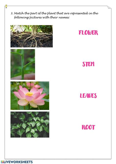 Classification Of Plants Interactive Worksheet Plants Interactive