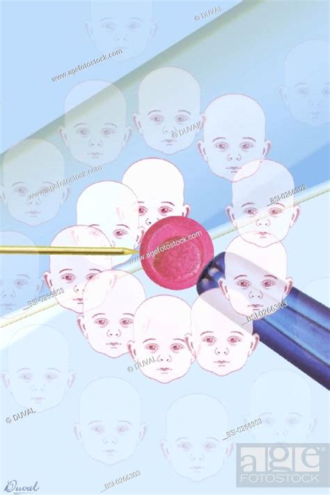 GENETICS CLONING Stock Photo Picture And Rights Managed Image Pic
