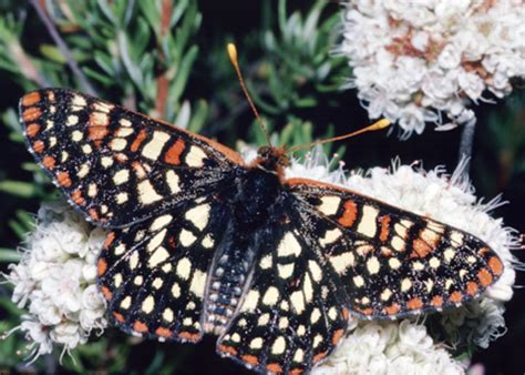 Variable Checkerspot Butterfly Euphydryas Chalcedona