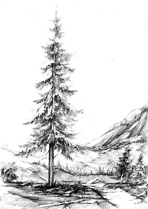 Pencil Drawing Of A Pine Tree In The Mountains
