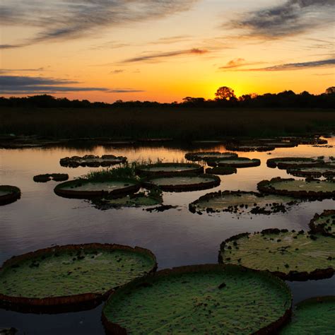 Pantanal Visit Brazil