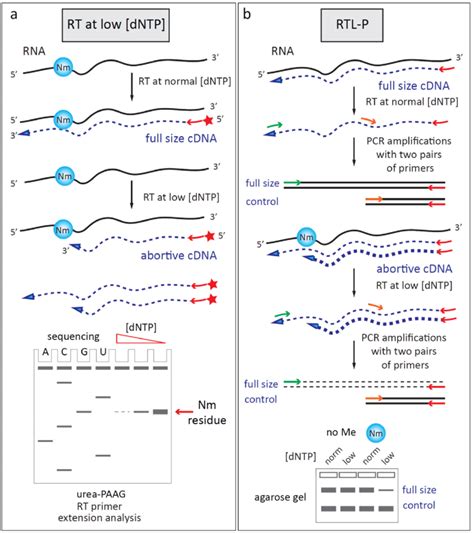 Analysis Of 2′ O Methylation By Reverse Transcriptase Rt Stop At Low