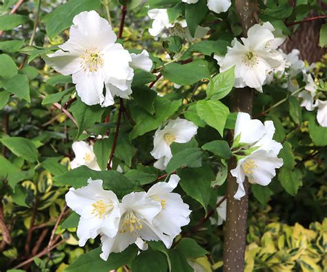 Mock Orange Varieties 12 Stunning Types Of Philadelphus Homes And
