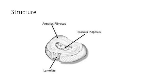 Vertebral Disc Structure Vascularization And Innervationpptx