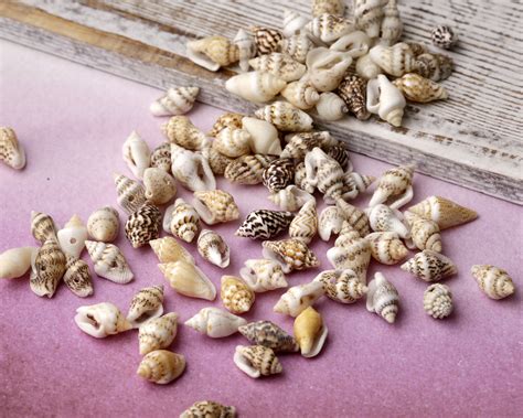 Tiny Nassa Shell Charm 6 10x10 20mm