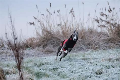 Whippet Speed The Full Breakdown WhippetCentral
