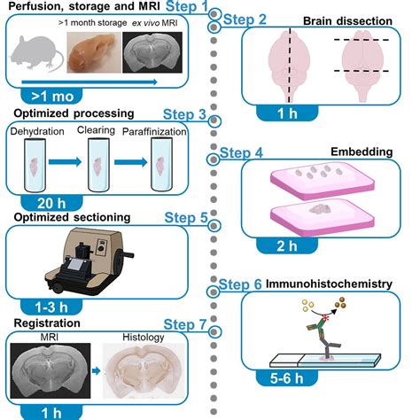 fixation histology protocol at lucas cade blog