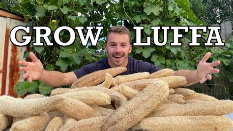The Complete Luffa Loofah Growing Guide What You Didnt Know About