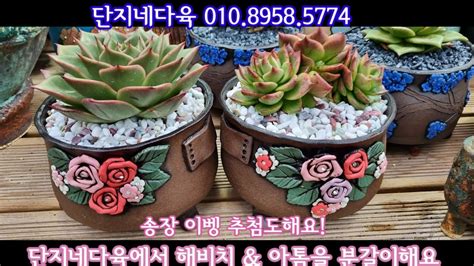 인기 최고였던 아톰 And 신상 해비치를 단지네다육 사장님과 분갈이해요 짱짱이 이벵추첨합니다 송장부터 추첨해요