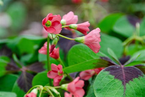 Oxalis Deppei Iron Cross X 10 Bulbs Mixed Colours Harlequin Flow