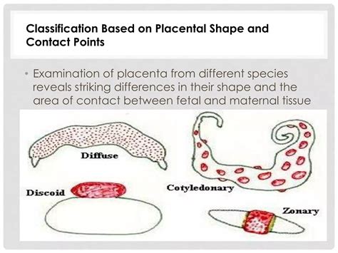 Histology Of Embryology Placenta Pdf