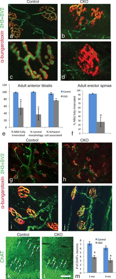 Neuromuscular Junctions In Two Different Muscle Groups Are Denervated
