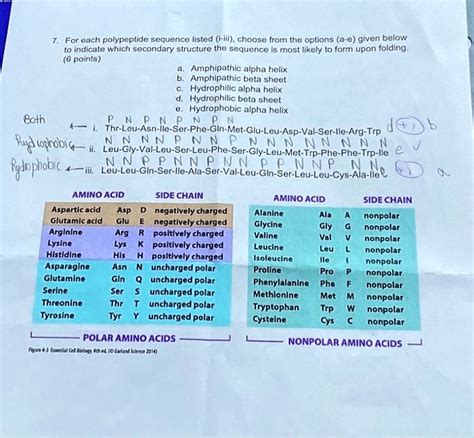 7 For Each Polypeptide Sequence Listed I Ii Choose From The Options A E