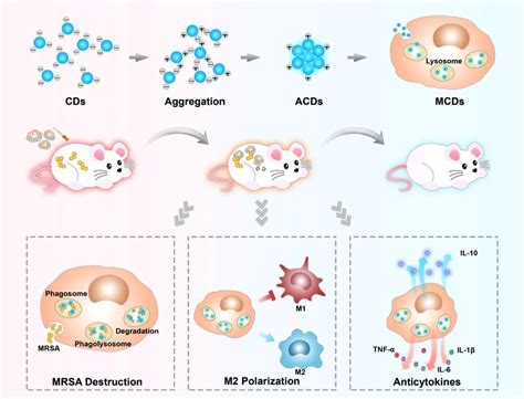 华南理工大学杨中民教授团队and美国俄克拉荷马大学毛传斌教授：负载聚集碳点的巨噬细胞通过消除多种耐药细菌和减轻炎症以治疗败血症 X Mol资讯