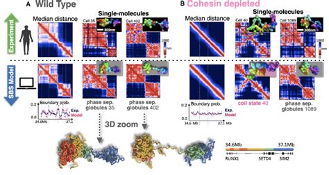 single molecule 3d structures derived by globule phase separation