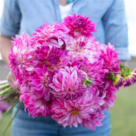 Pink Dahlia Flower Bouquet