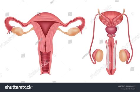 840 Aparato Reproductor Femenino Y Sus Partes Stock Vectors And Vector
