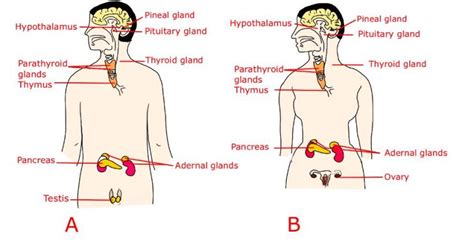Chemical Communication In Plants And Human Being