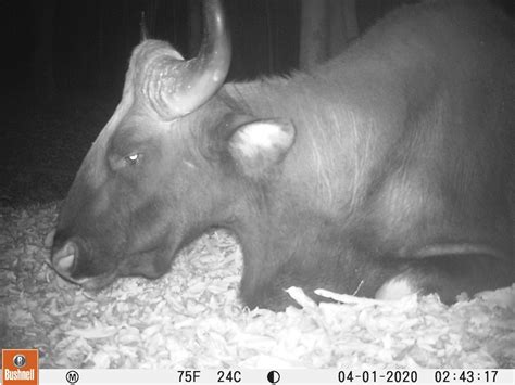 កម្ពុជា ជាទឹកដីដ៏សុខសាន្តសម្រាប់ប្រភេទសត្វកម្រ ដែលជិតផុតពូជលើផែនដី Tnaot